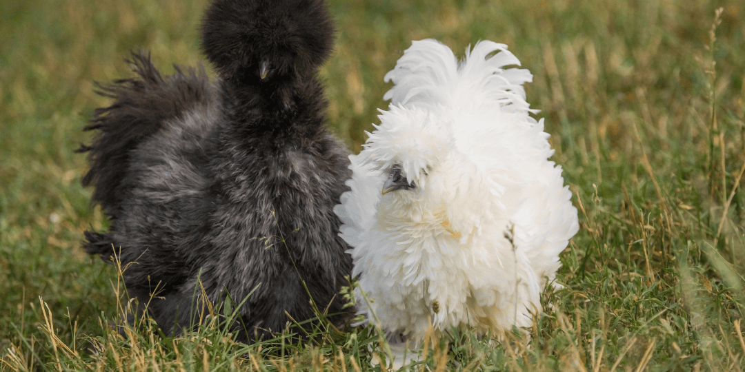 How To Raise Friendly Chickens And The Best Breeds Homely Hens