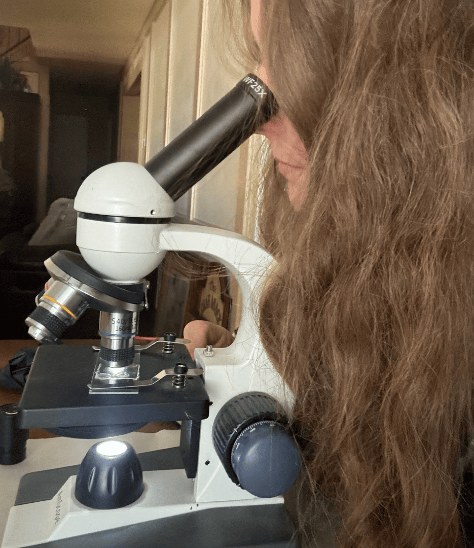 The Official Secret On How To Identify Parasites And Coccidia - Homely Hens