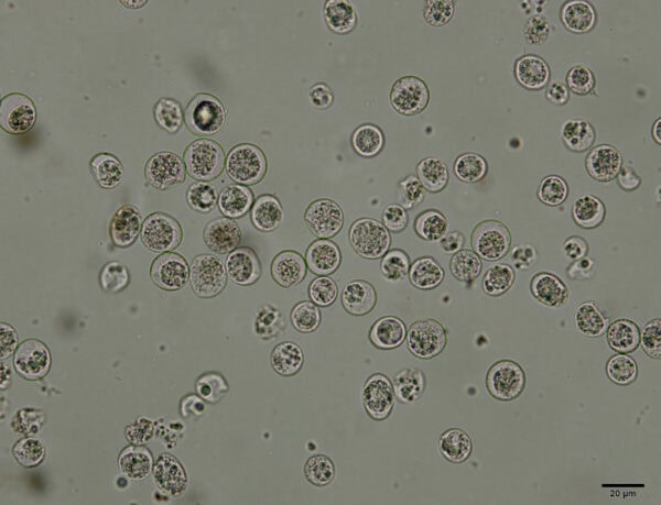The Official Secret On How To Identify Parasites And Coccidia - Homely Hens