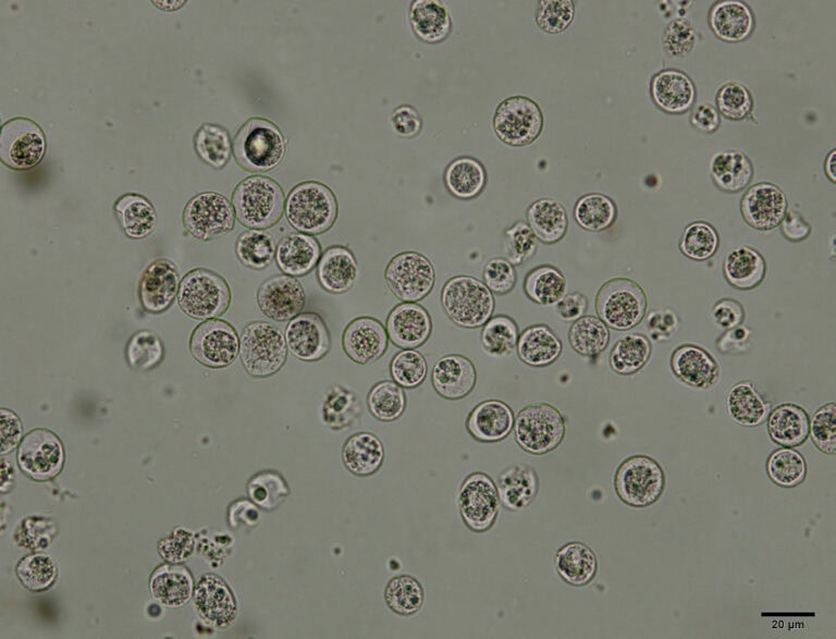 The Official Secret On How To Identify Parasites And Coccidia - Homely Hens