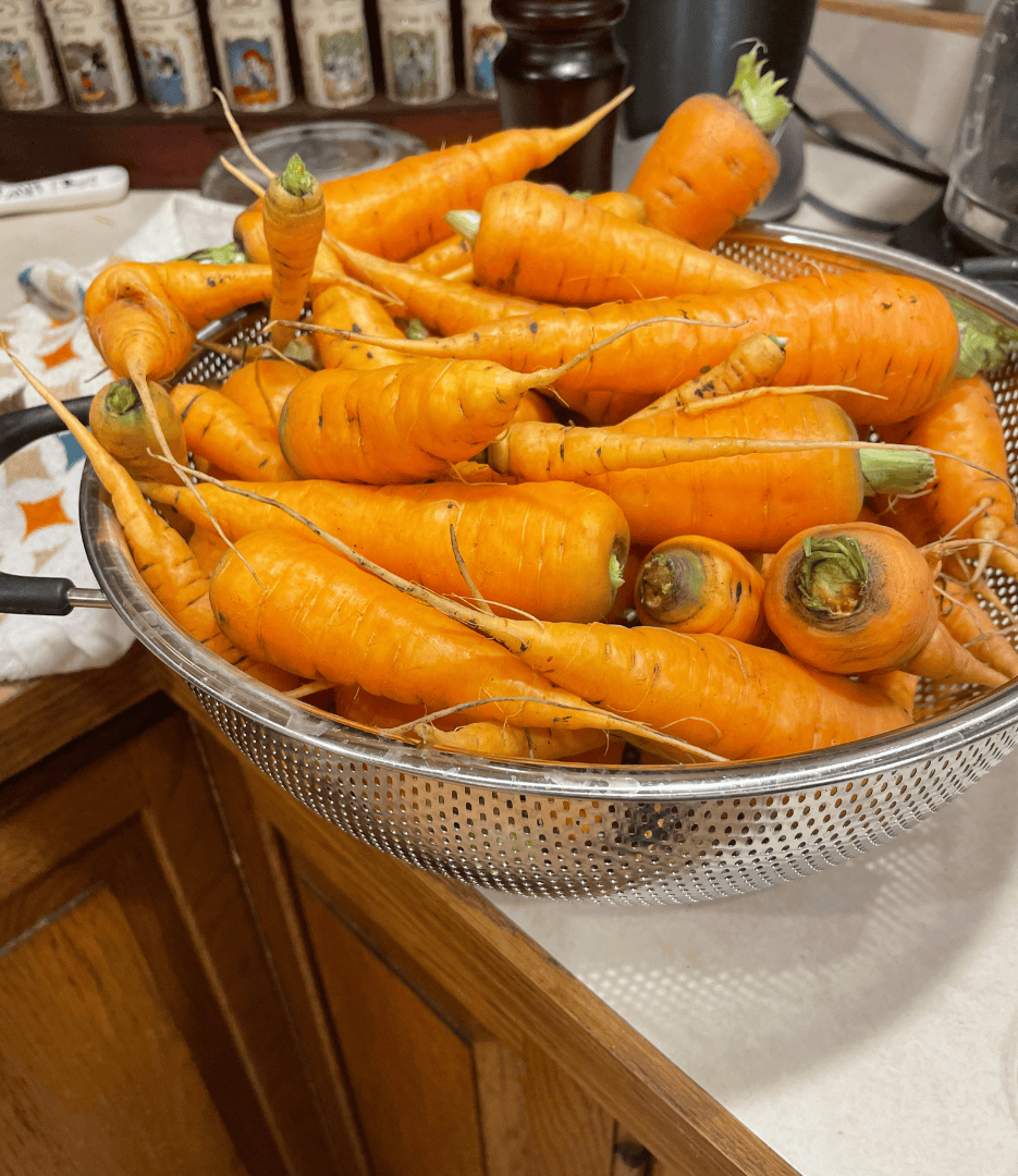 How to Save Carrot Seeds - Homely Hens