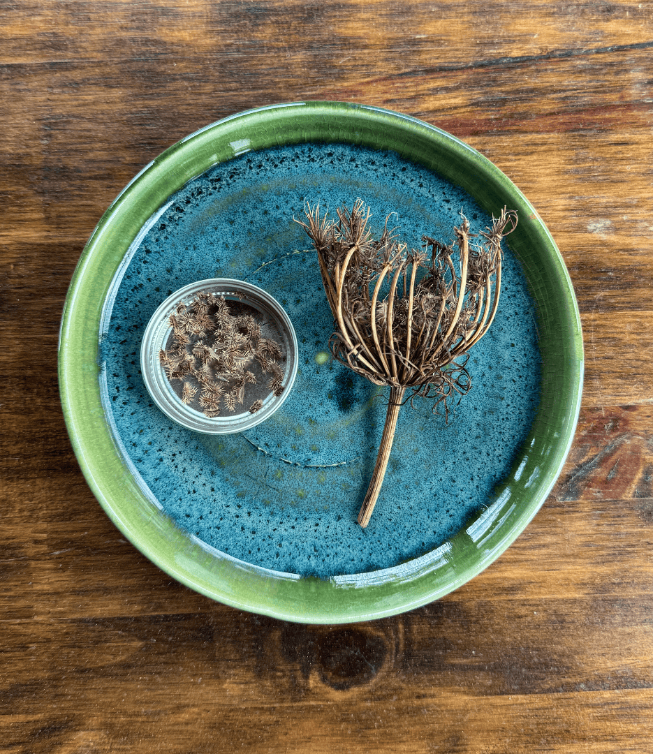 How to Save Carrot Seeds - Homely Hens