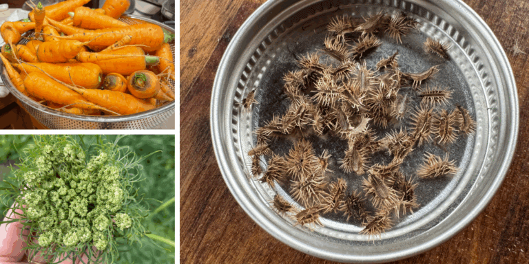 How to Save Carrot Seeds - Homely Hens