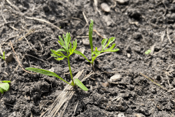 How to Save Carrot Seeds - Homely Hens