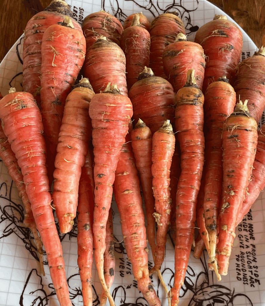 How to Save Carrot Seeds - Homely Hens