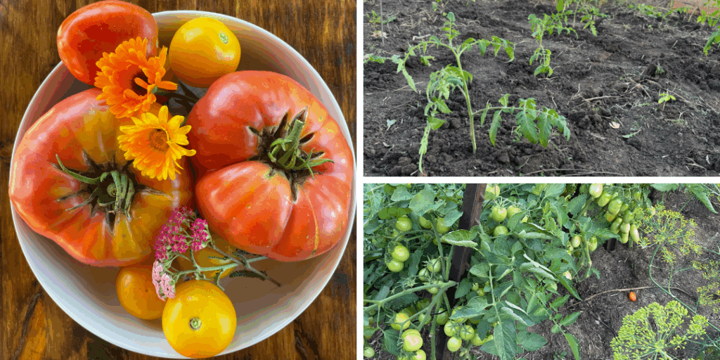 How to Grow Food and Garden at Home | Backyard Gardening Tips