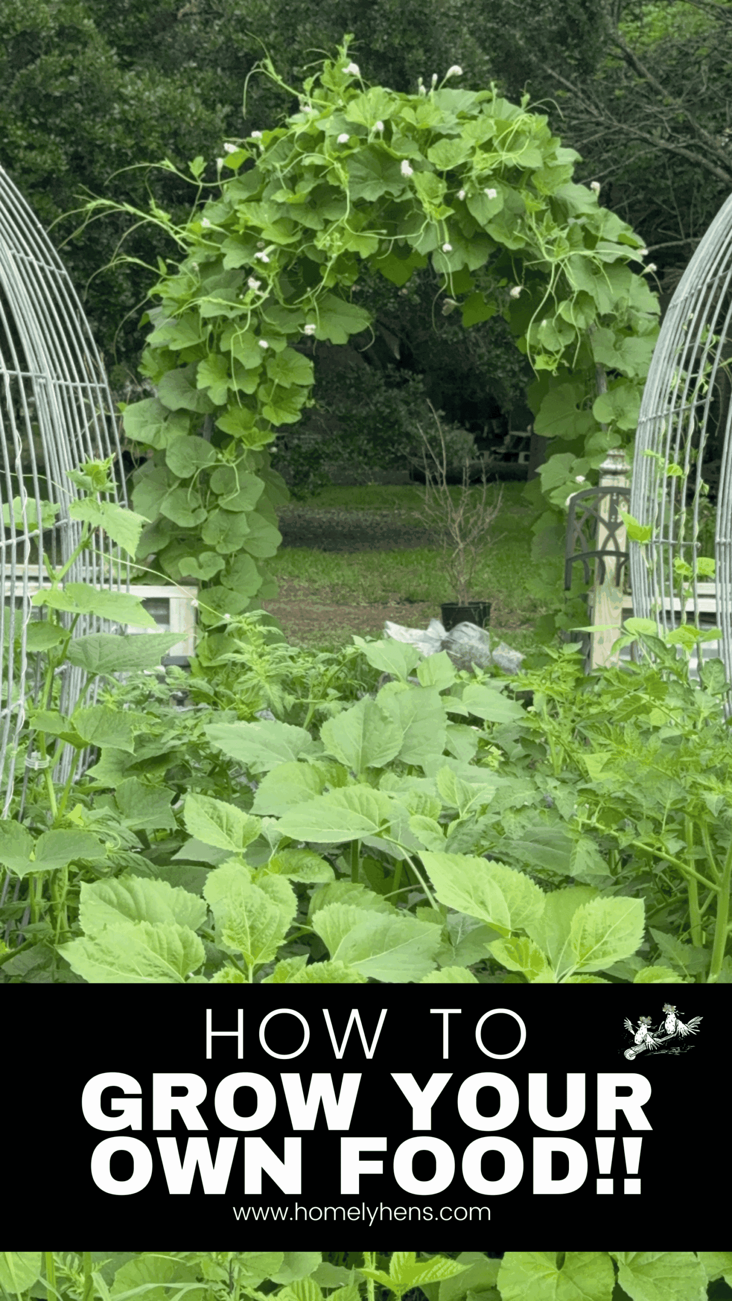 How to Grow Food and Garden at Home | Backyard Gardening Tips