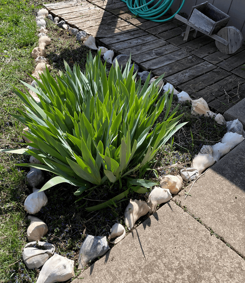 How to Split and Transplant Irises & Frequently Asked Questions
