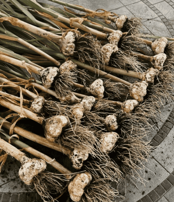 How to Grow Hardneck Garlic | Easy Cold Climate Growing Guide