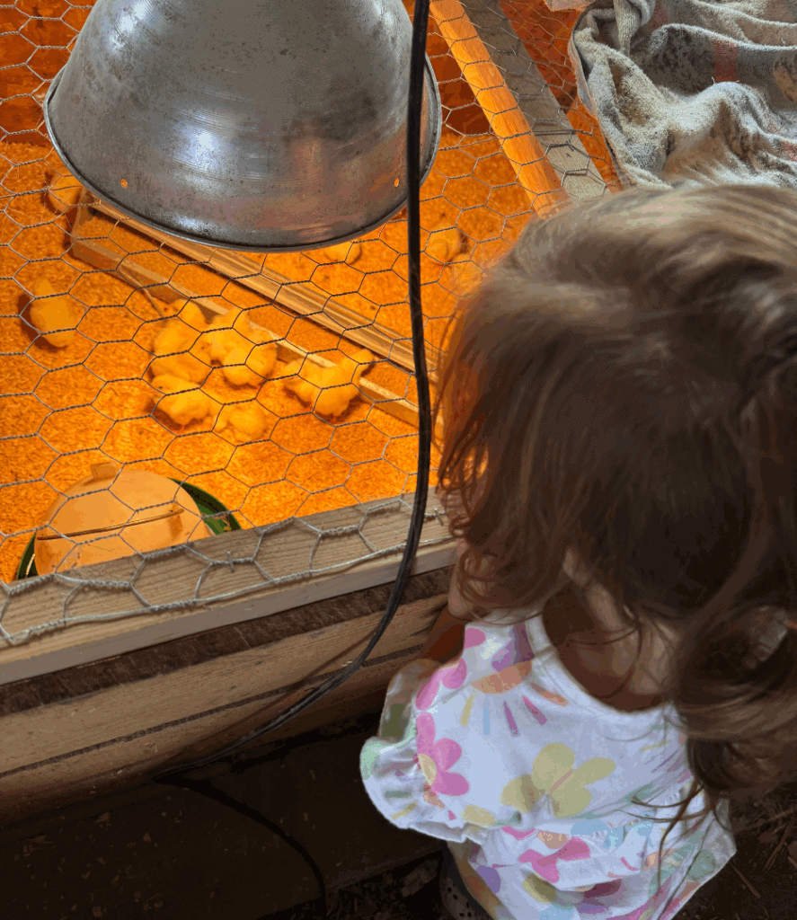 How to Set up a Brooder for Meat Chicks | Homely Hens