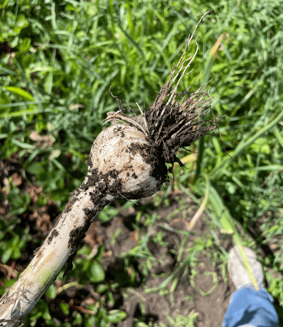 How to Grow Hardneck Garlic | Easy Cold Climate Growing Guide