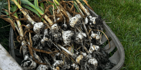 How to Grow Hardneck Garlic | Easy Cold Climate Growing Guide
