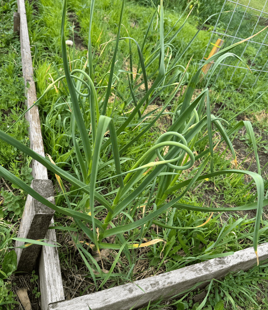How to Grow Hardneck Garlic | Easy Cold Climate Growing Guide