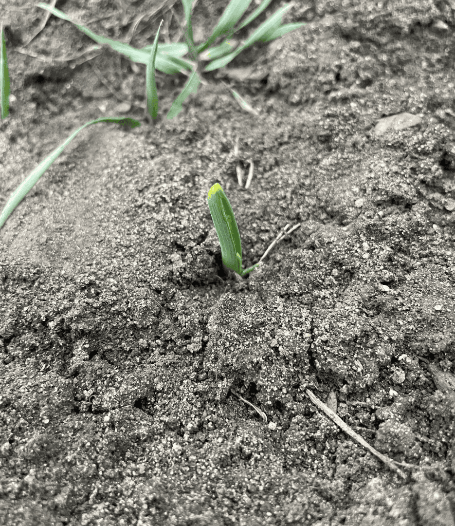 How to Grow Hardneck Garlic | Easy Cold Climate Growing Guide