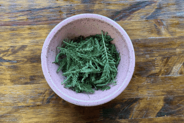 How to Dry Yarrow Flowers and Leaves - Homely Hens