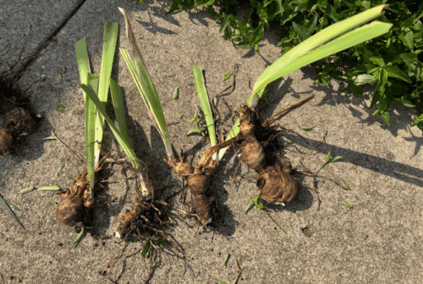 How to Split and Transplant Irises & Frequently Asked Questions