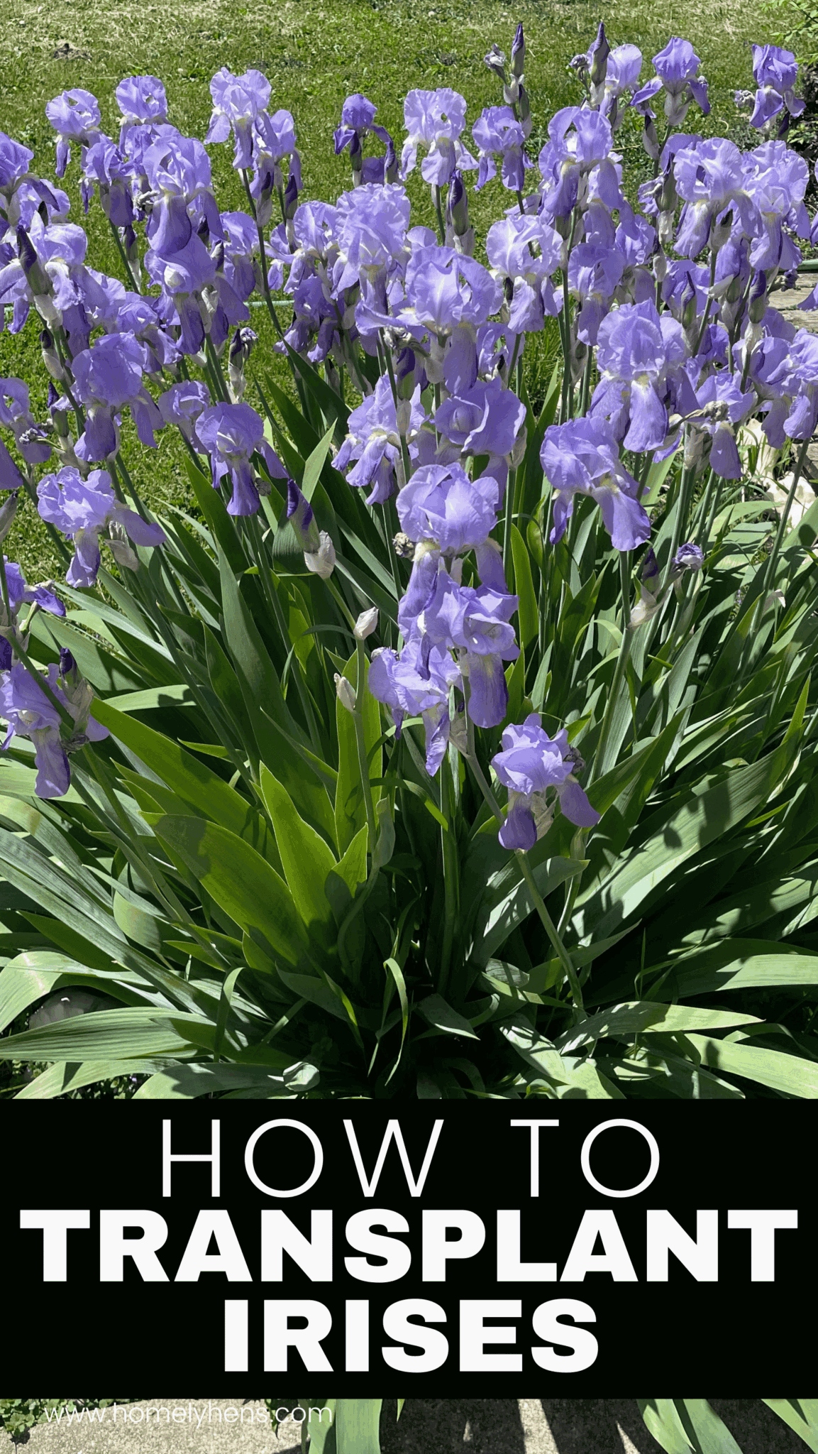 How to Split and Transplant Irises & Frequently Asked Questions