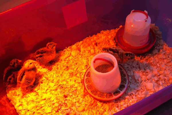 How to Set up a Brooder for Meat Chicks | Homely Hens