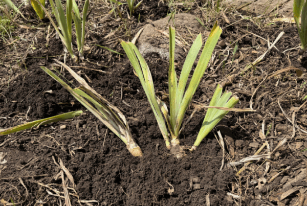 How to Split and Transplant Irises & Frequently Asked Questions