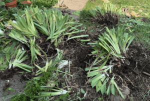 How to Split and Transplant Irises & Frequently Asked Questions