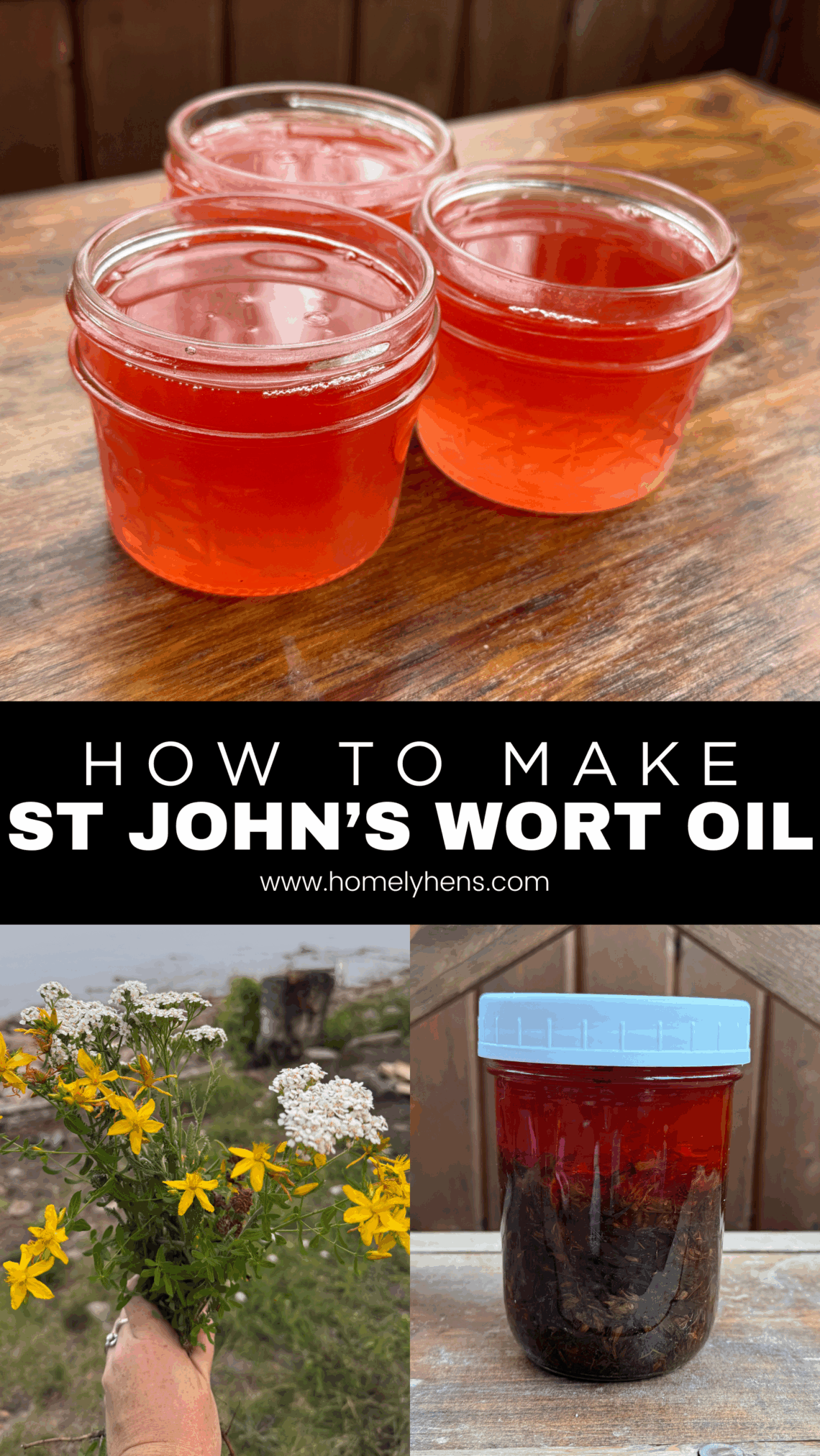 How to Make St. John's Wort Oil using Fresh Flowers - Homely Hens