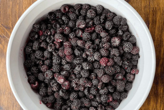 How to Grow Black Raspberries from Wild or Cultivated Plants