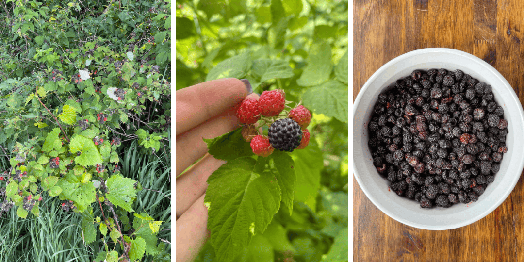How to Grow Black Raspberries from Wild or Cultivated Plants