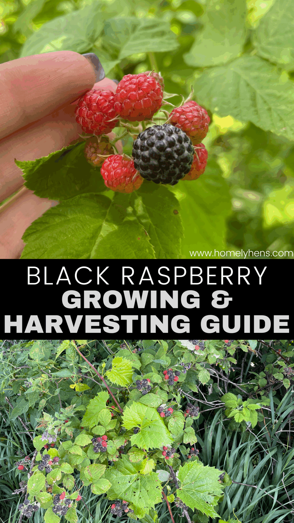 How to Grow Black Raspberries from Wild or Cultivated Plants
