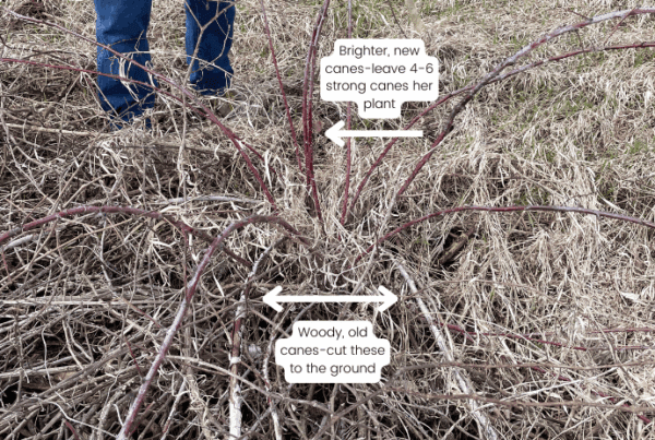 How to Grow Black Raspberries from Wild or Cultivated Plants
