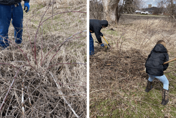 How to Grow Black Raspberries from Wild or Cultivated Plants