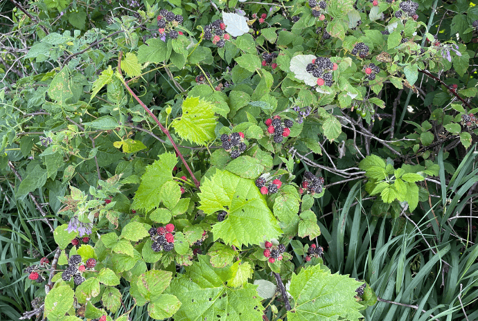 How to Grow Black Raspberries from Wild or Cultivated Plants